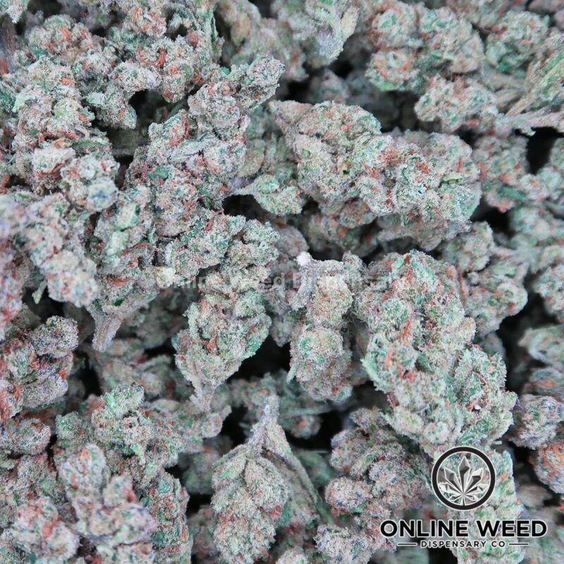 Buy Mimosa Punch (Value Bud) Online - OWD